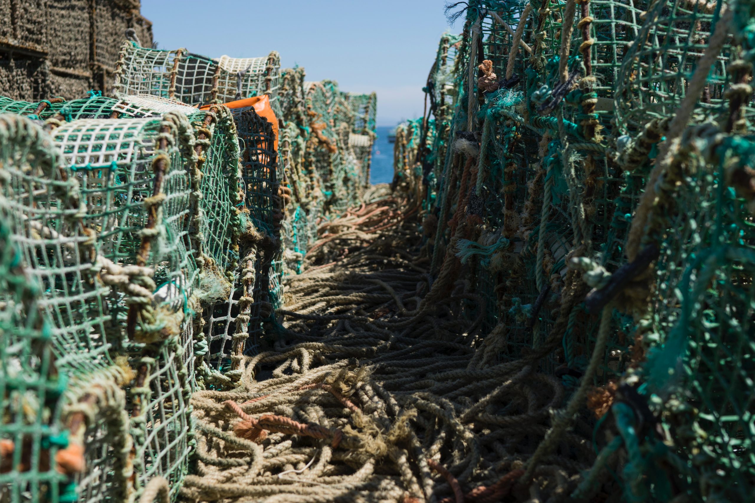 Overfishing is affecting ecosystems and putting species at risk.